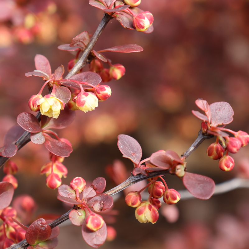 Sunjoy Really Red Barberry | Plant Addicts