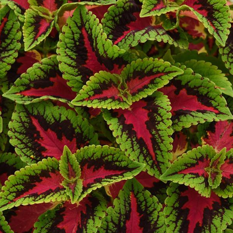 Volcanica French Quarter Coleus | Plant Addicts