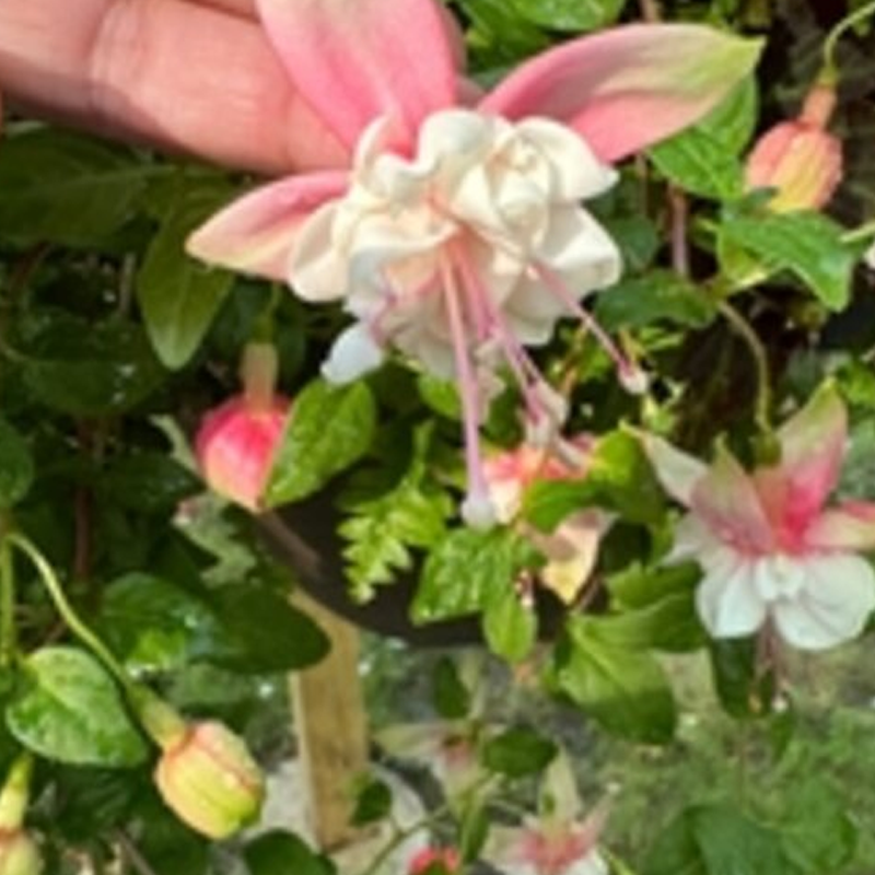 Southgate Fuchsia | Plant Addicts