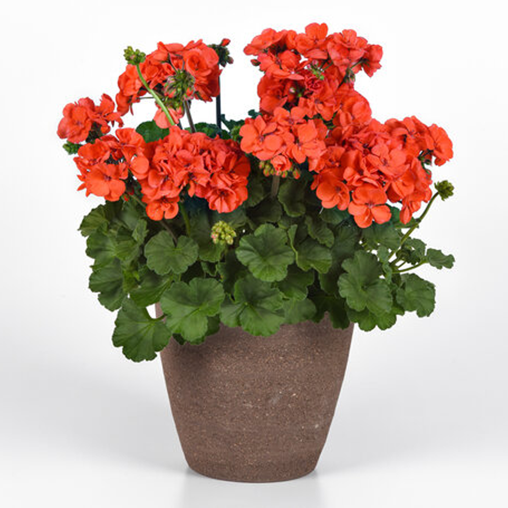 Solera Orange Geranium | Plant Addicts