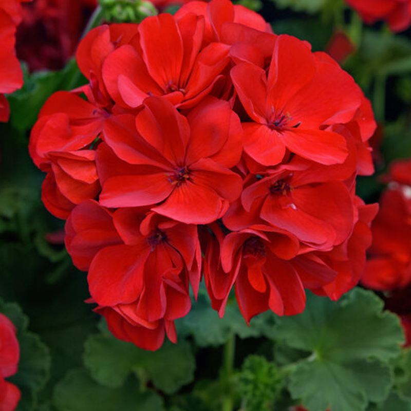 Solera Red Geranium | Plant Addicts