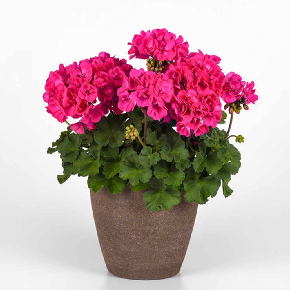 Solera Watermelon Geranium | Plant Addicts