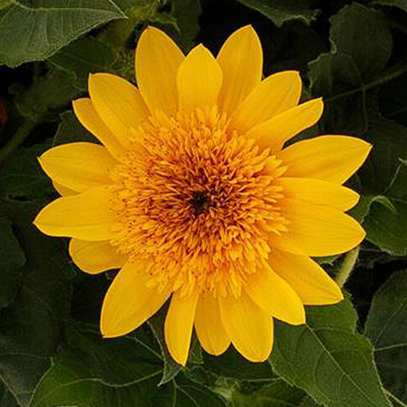 Sunfinity® Double Yellow Sunflower | Plant Addicts