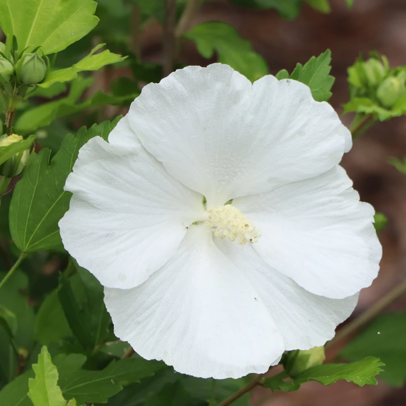 Paraplu® Pure White Rose of Sharon | Plant Addicts