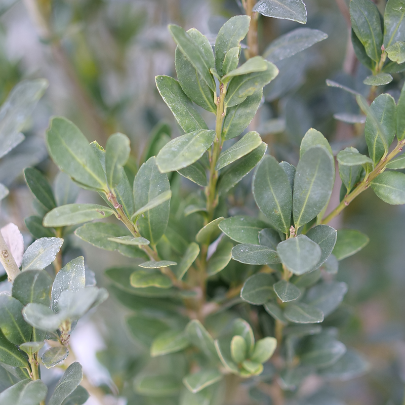 Hedge Box Japanese Holly | Plant Addicts