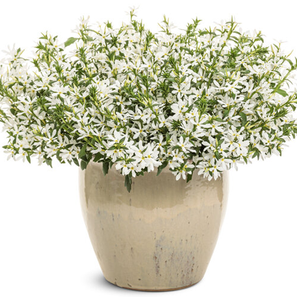 Stardiva® White Fan Flower | Plant Addicts