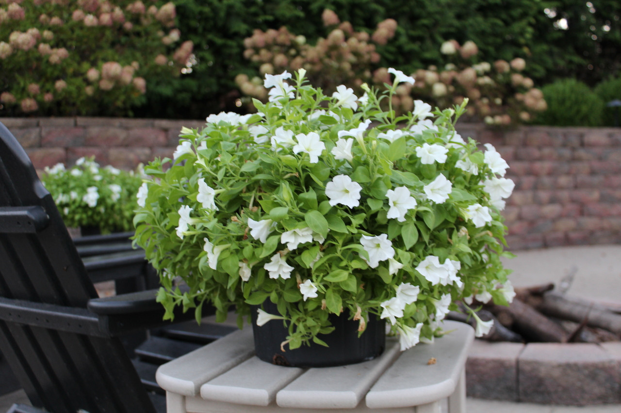 Firefly Petunia | Plant Addicts