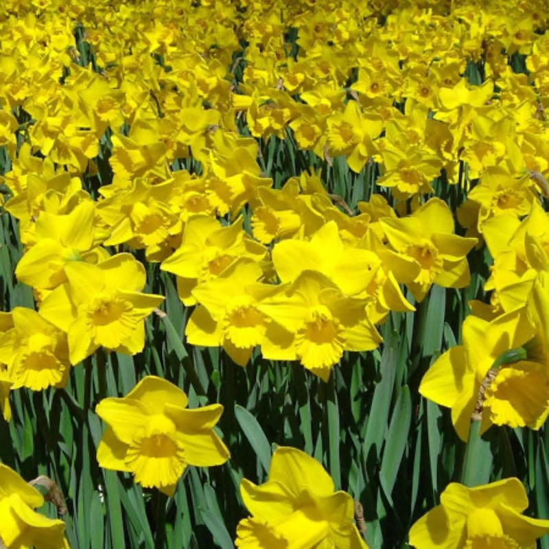 Dutch Master Daffodil Bulbs | Plant Addicts
