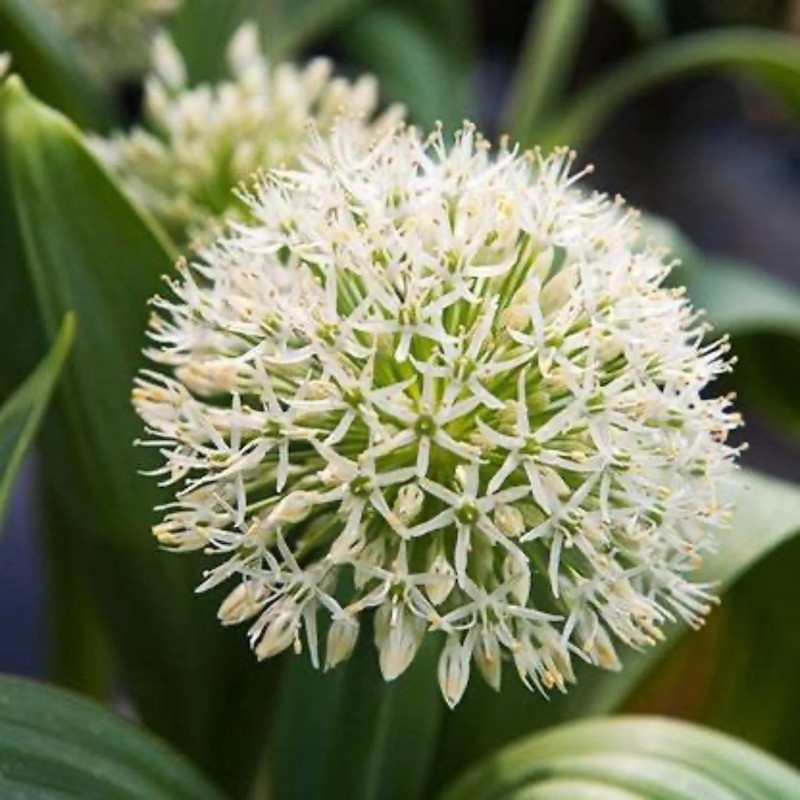 Ivory Queen Allium Bulbs | Plant Addicts
