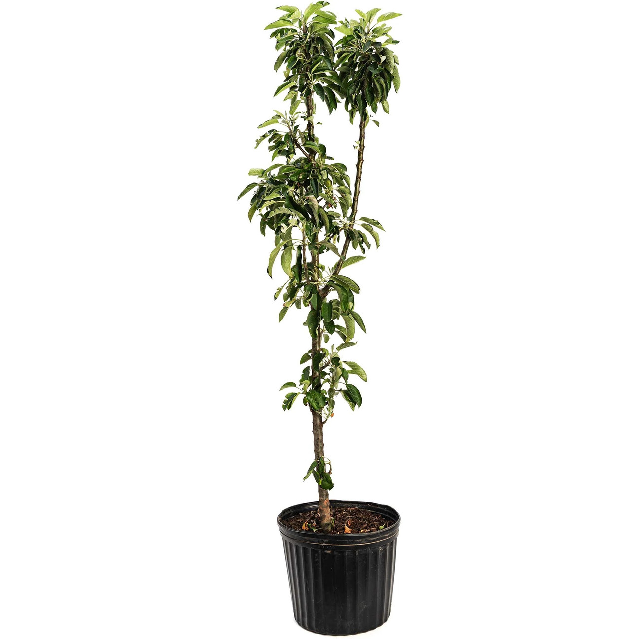 Golden Treat™ Fruit Snacks™ Apple Tree | Plant Addicts