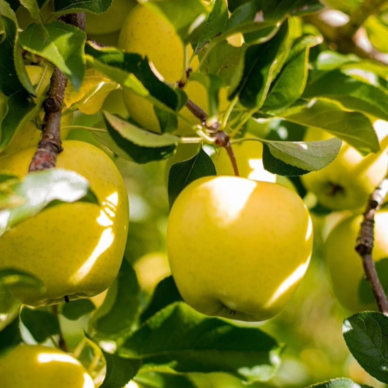 Golden Treat™ Fruit Snacks™ Apple Tree | Plant Addicts