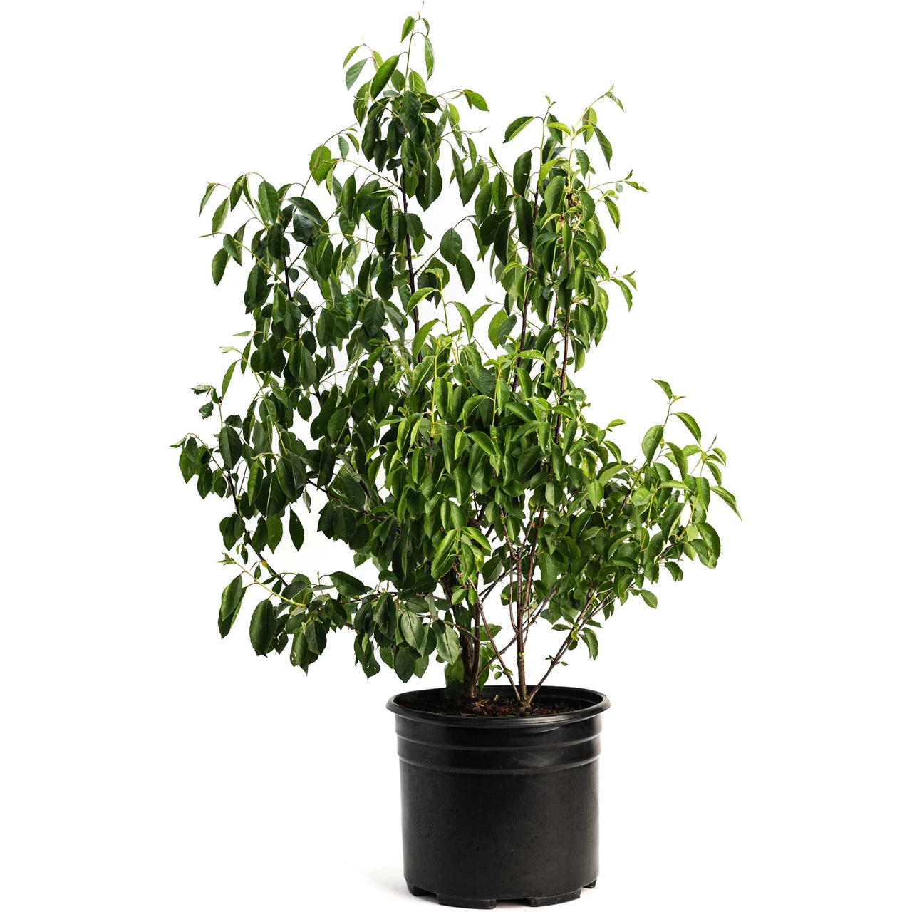 Romeo and Juliet Cherry Trees | Plant Addicts