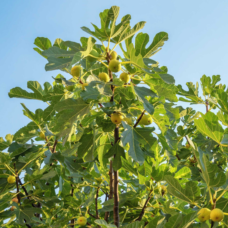 Fig Orchard Pack | Plant Addicts