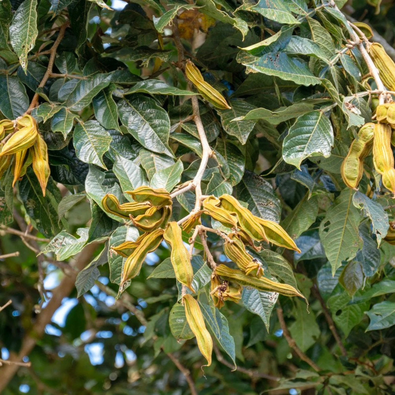 Ice Cream Bean Tree | Plant Addicts
