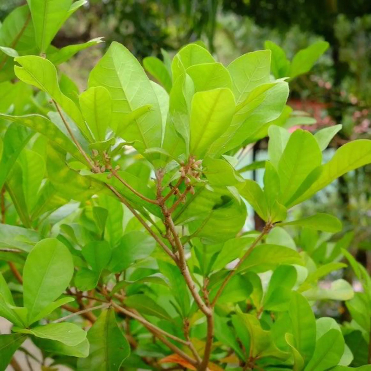 Miracle Fruit Tree | Plant Addicts