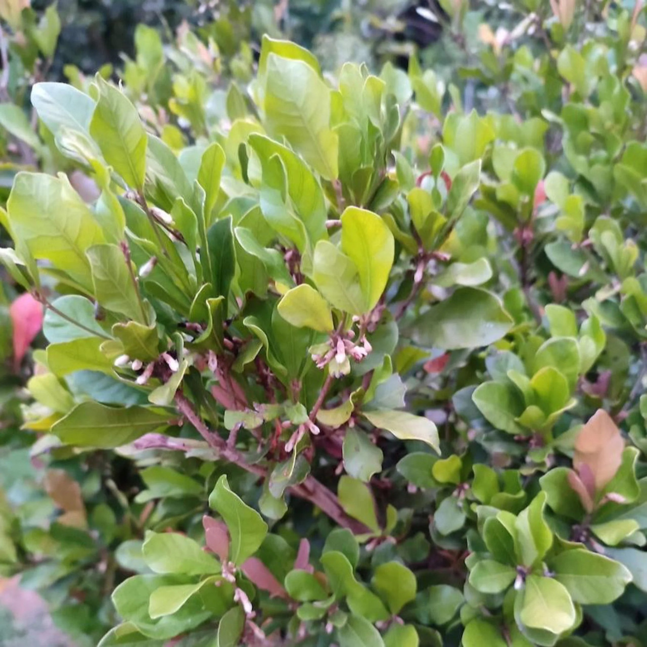 Miracle Fruit Tree | Plant Addicts