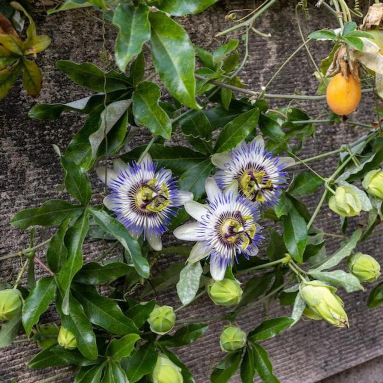 Passion Fruit Tree | Plant Addicts