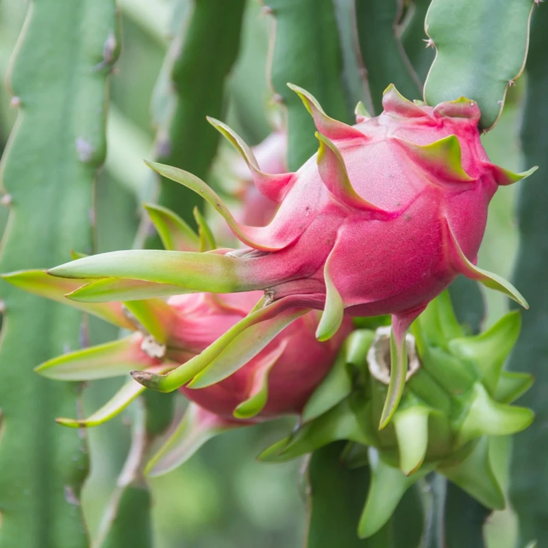 Edgar's Baby Dragon Fruit | Plant Addicts