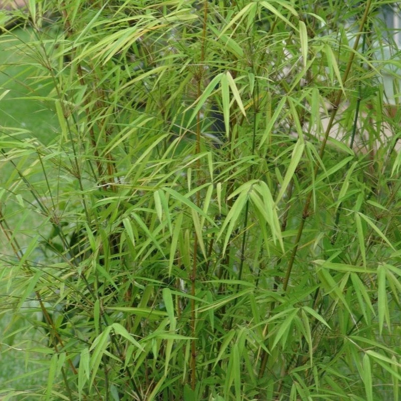 Graceful Bamboo | Plant Addicts