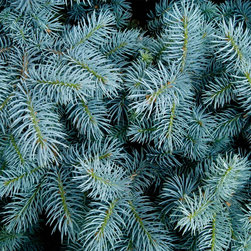 Colorado Blue Spruce | Plant Addicts