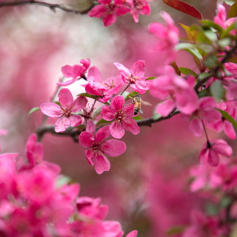 Prairie Fire Crabapple | Plant Addicts