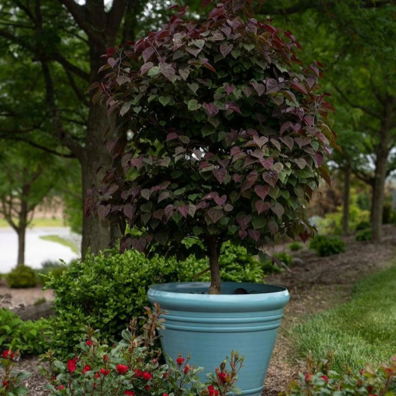 Garden Gems® Amethyst Redbud | Plant Addicts