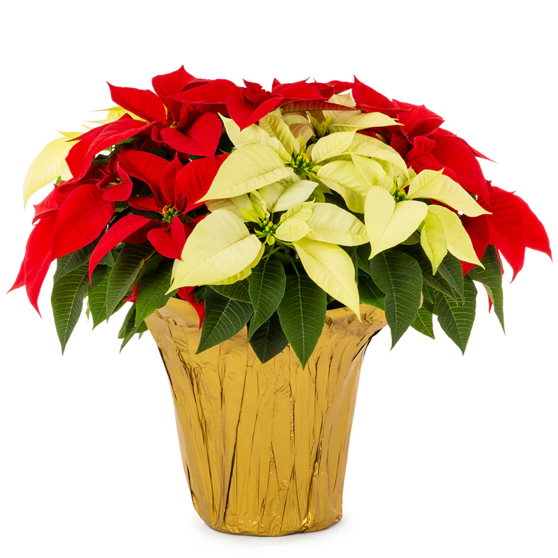 Red & White Holiday Poinsettia | Plant Addicts