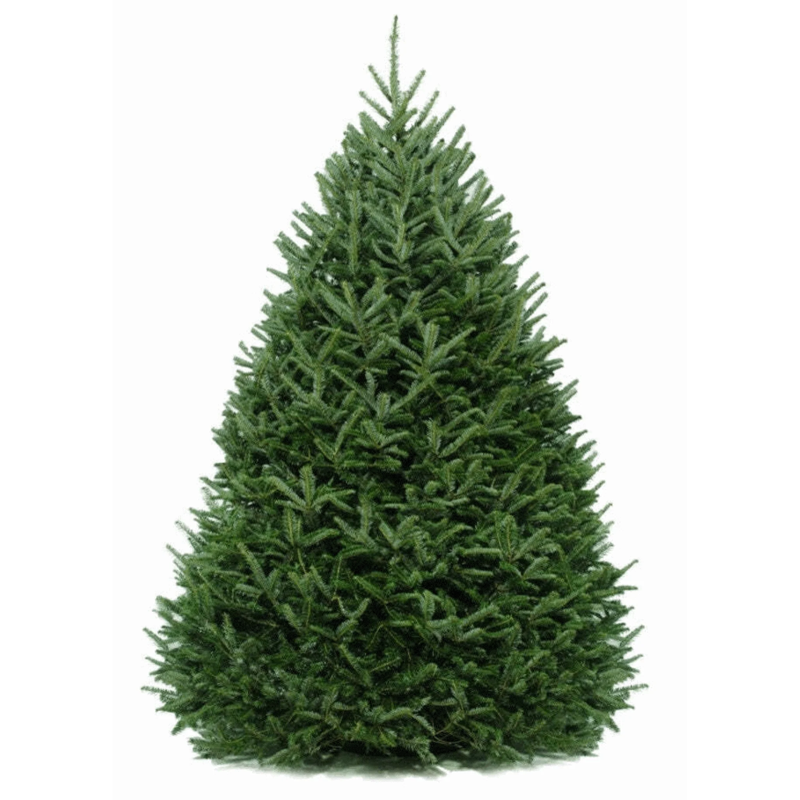 Live Cut Fraser Fir Christmas Tree | Plant Addicts