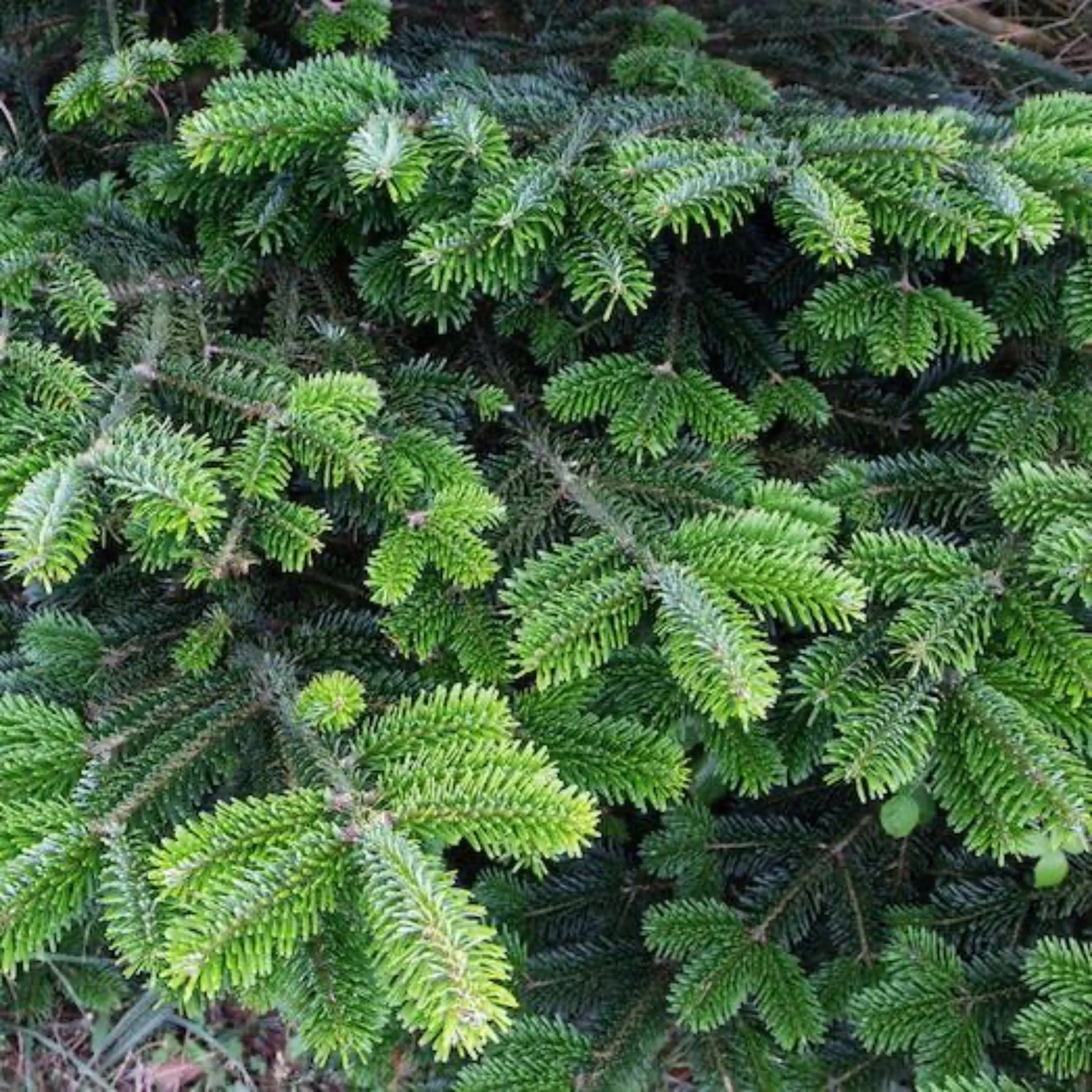 Live Cut Fraser Fir Christmas Tree | Plant Addicts