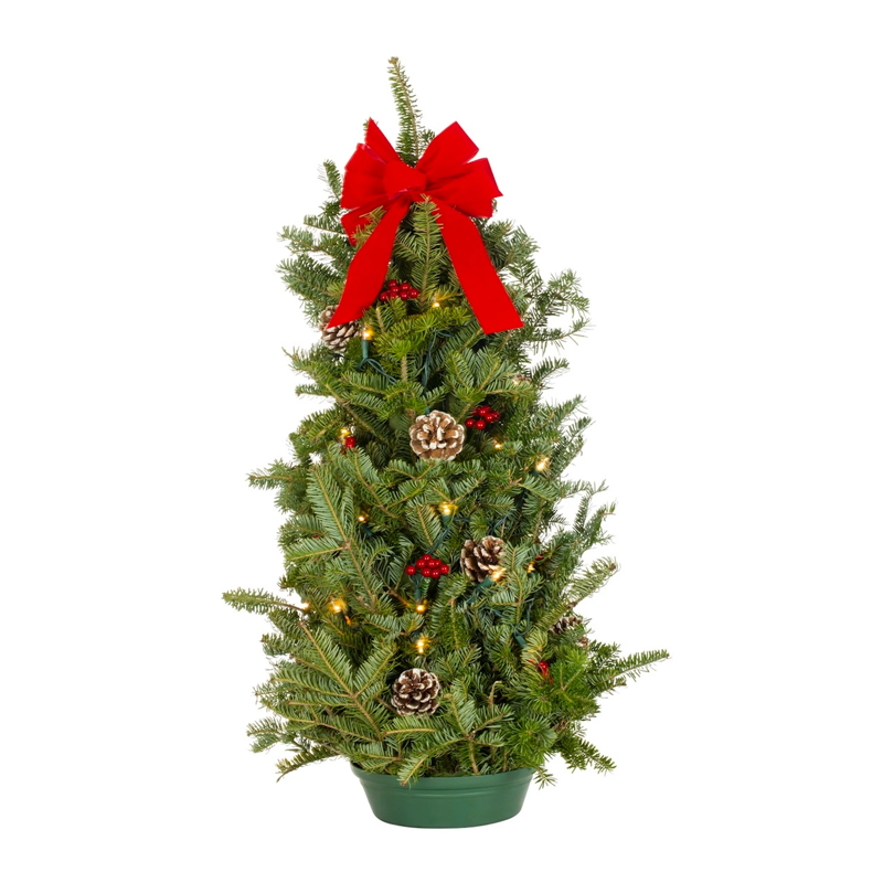 28" Fresh Pre-Lit Tabletop Christmas Tree | Plant Addicts