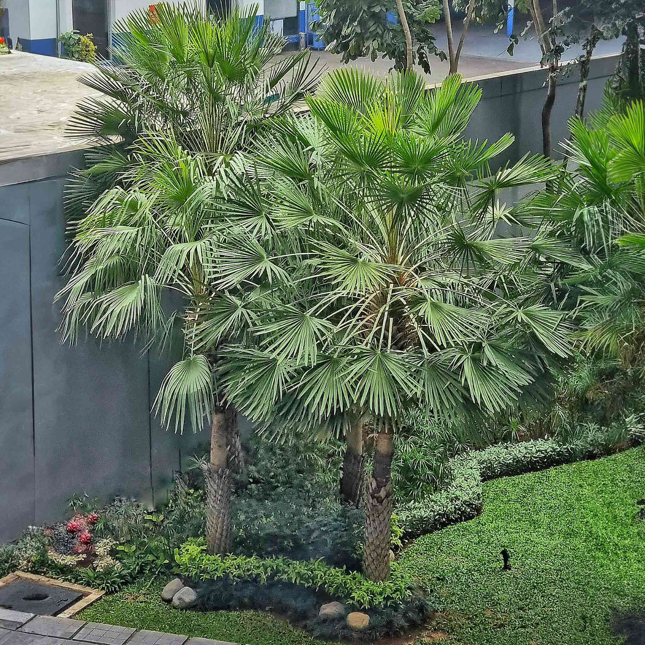Windmill Palm Tree | Plant Addicts
