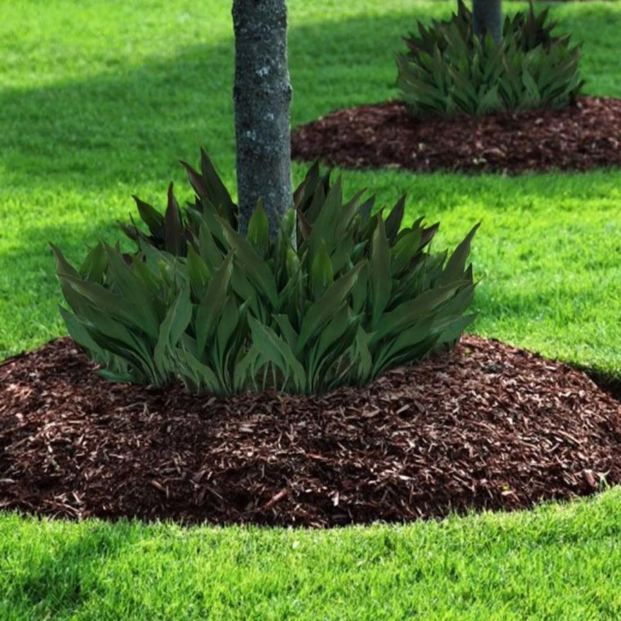 Dwarf Tiny Tank Cast Iron Plant | Plant Addicts