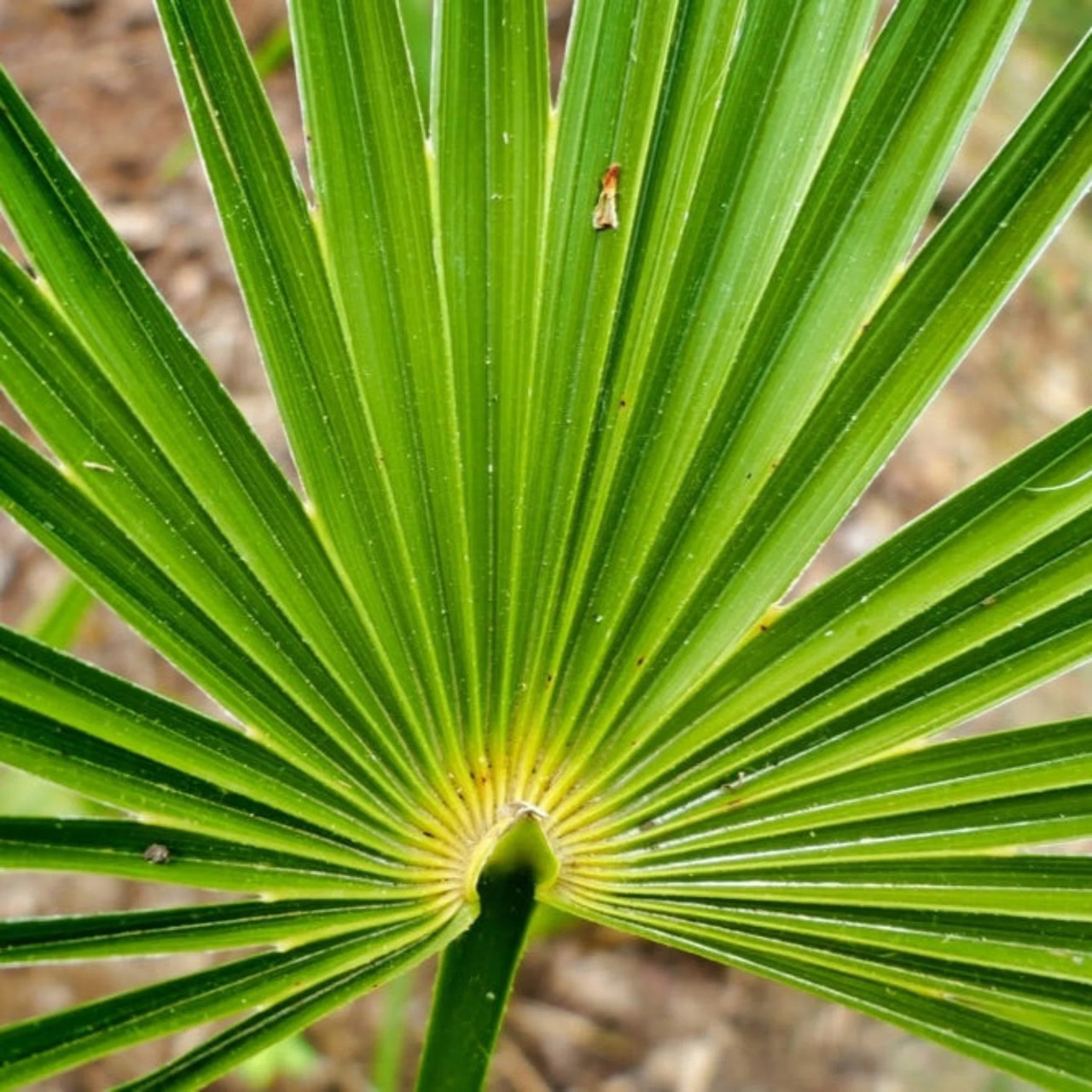 Needle Palm Tree | Plant Addicts