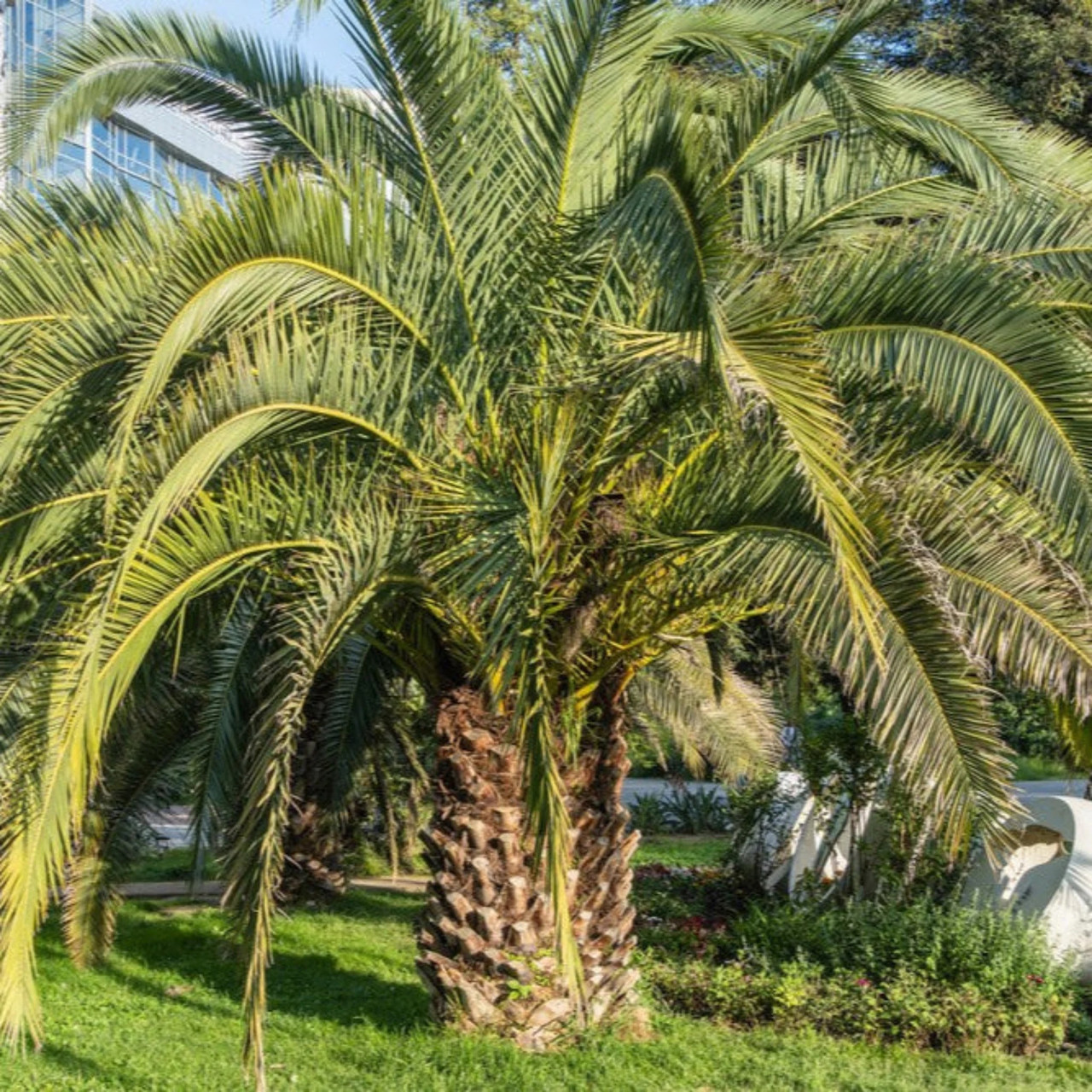 Pindo Palm | Plant Addicts