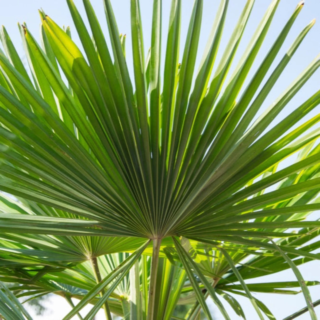 Dwarf Palmetto Tree | Plant Addicts