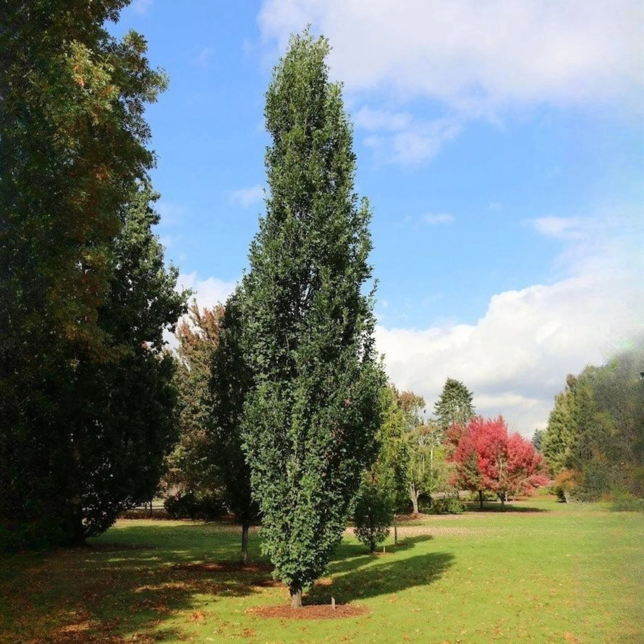 Skinny Genes® Columnar Oak Tree | Plant Addicts