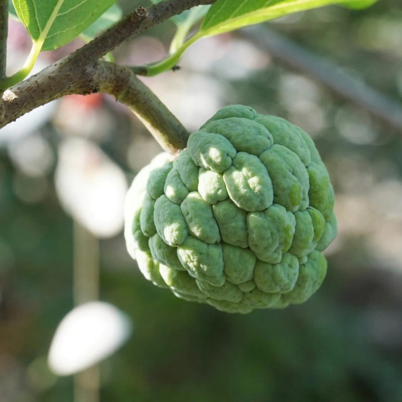 Sugar Apple Tree | Plant Addicts