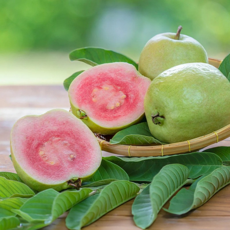 Barbie Pink Guava | Plant Addicts