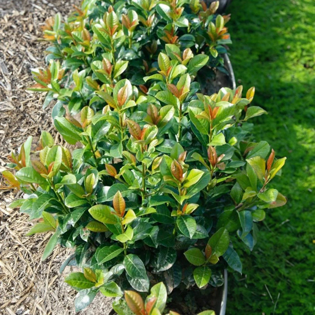 Volcano Cherry Laurel | Plant Addicts