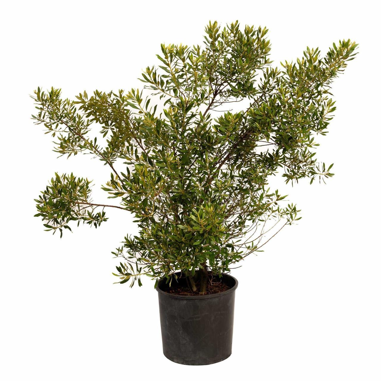 Southern Wax Myrtle | Plant Addicts
