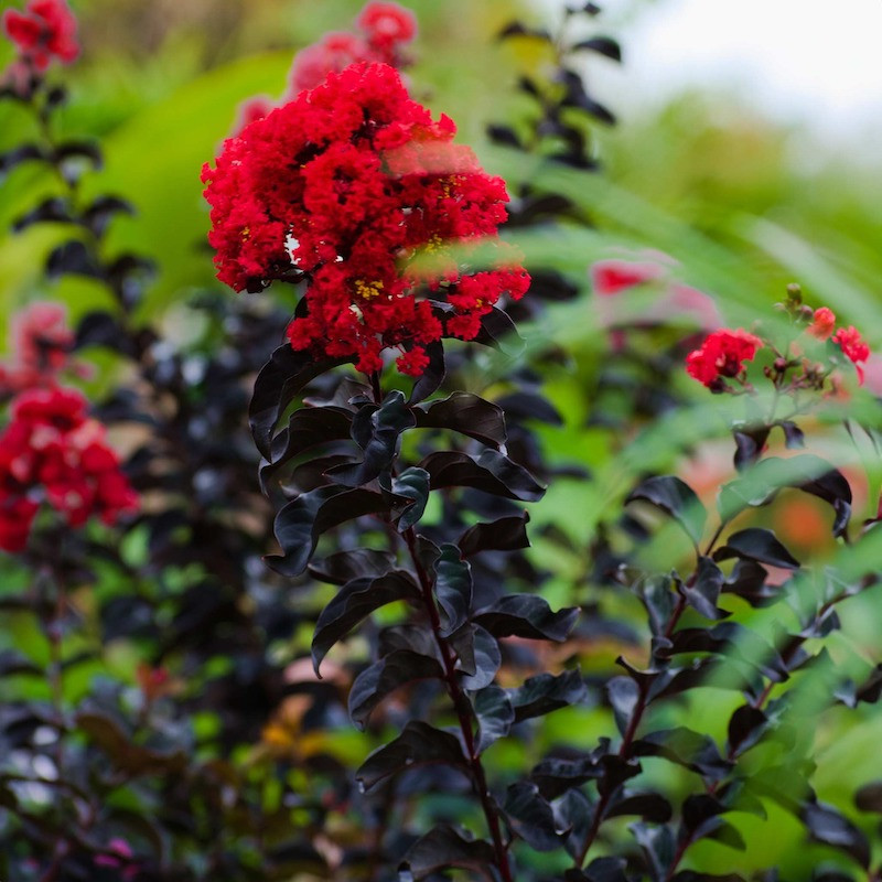 Thunderstruck™ Rumblin Red™ Crape Myrtle | Plant Addicts