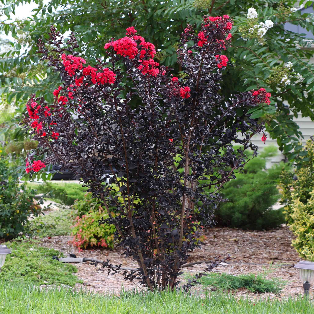 Thunderstruck™ Rumblin Red™ Crape Myrtle | Plant Addicts