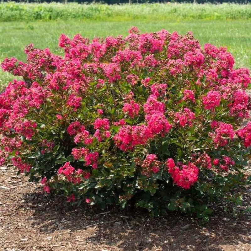 Bellini® Raspberry Crape Myrtle | Plant Addicts