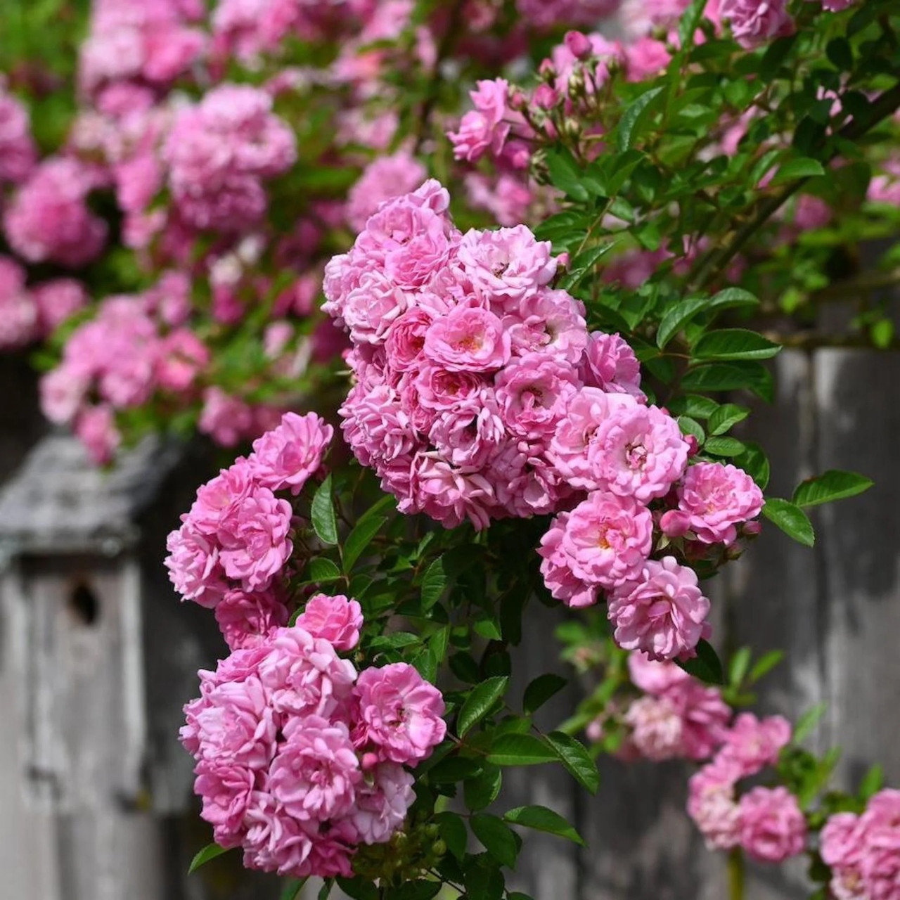 Peggy Martin Climbing Rose | Plant Addicts