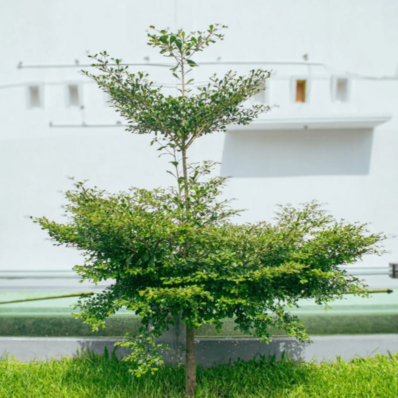Black Olive Tree | Plant Addicts