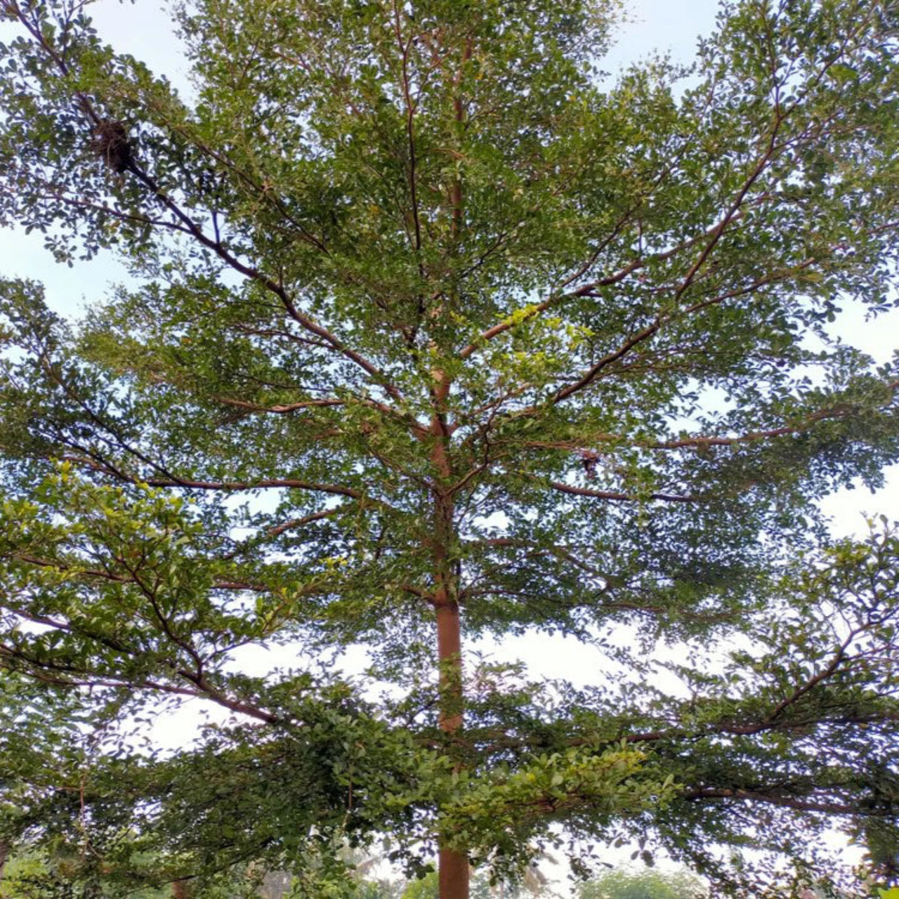 Black Olive Tree | Plant Addicts