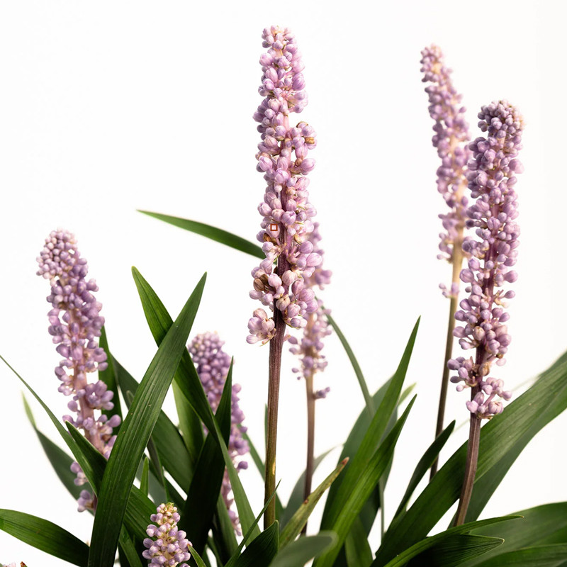 Purple Explosion Lilyturf | Plant Addicts