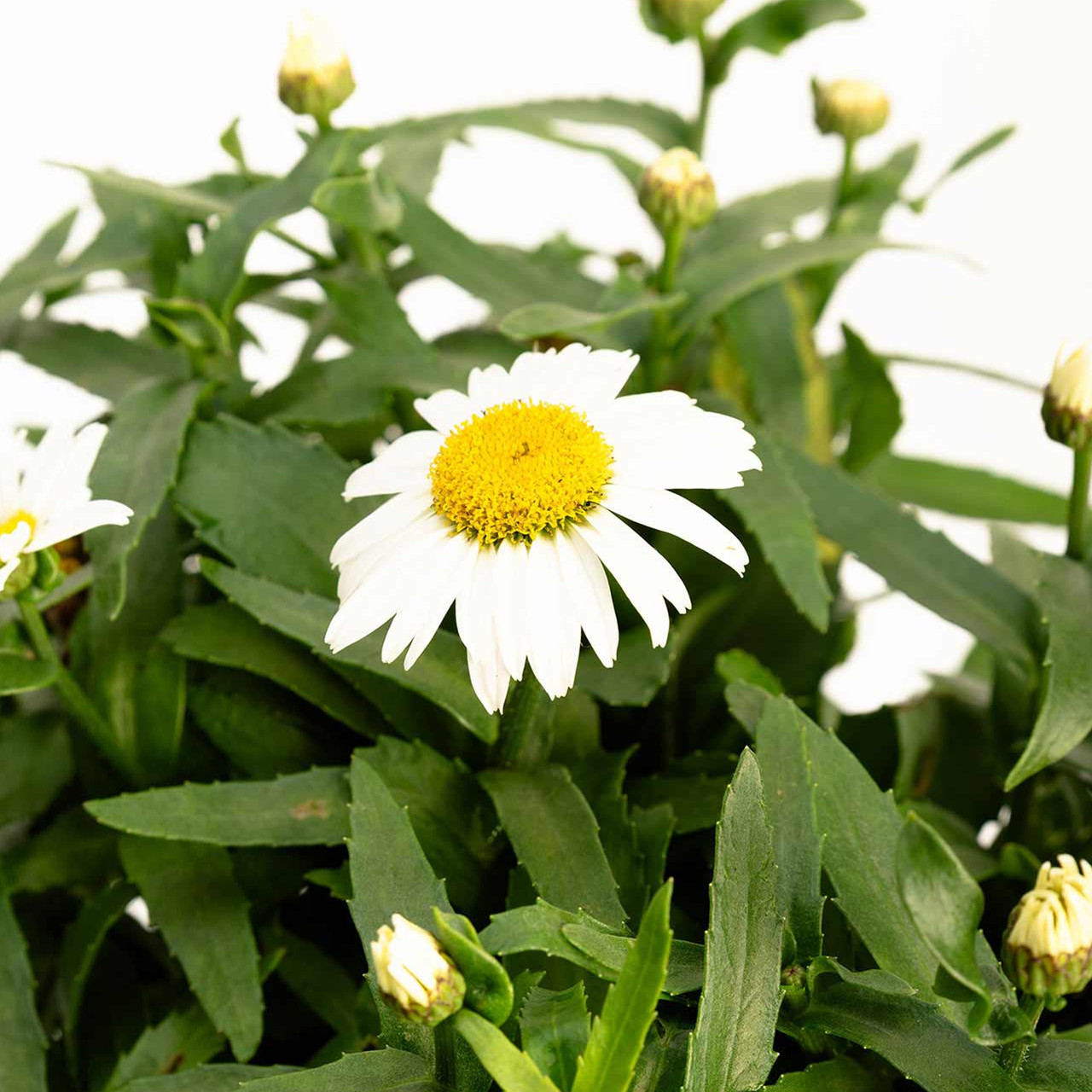 Shortstop Shasta Daisy | Plant Addicts