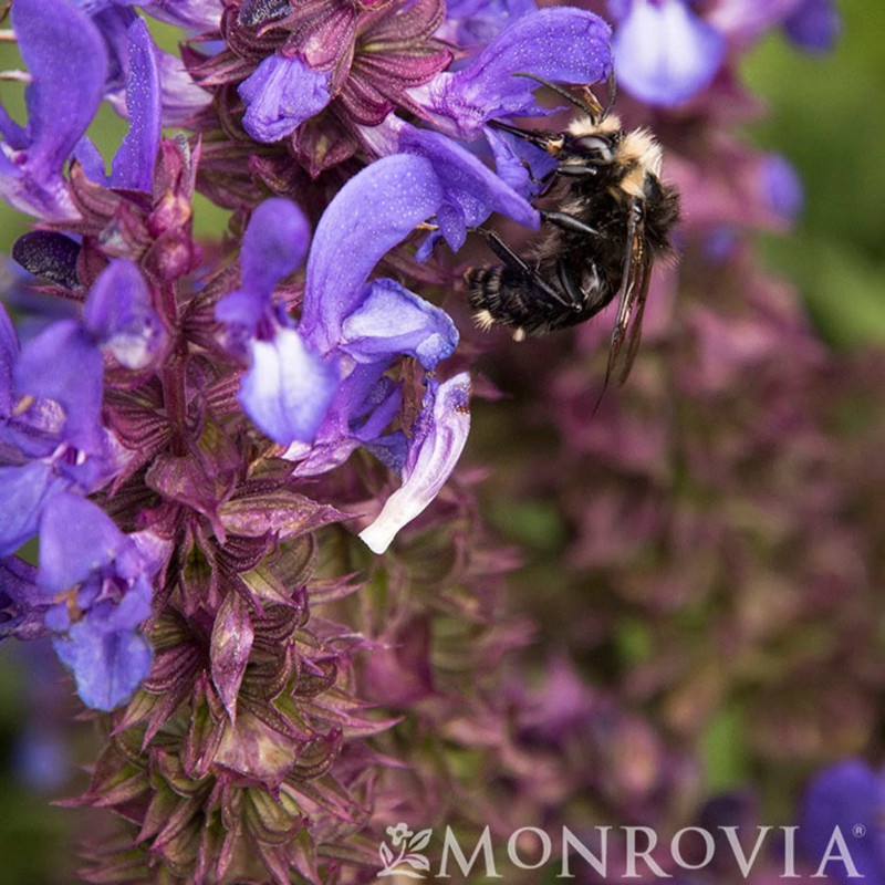 Blue Marvel Salvia | Plant Addicts