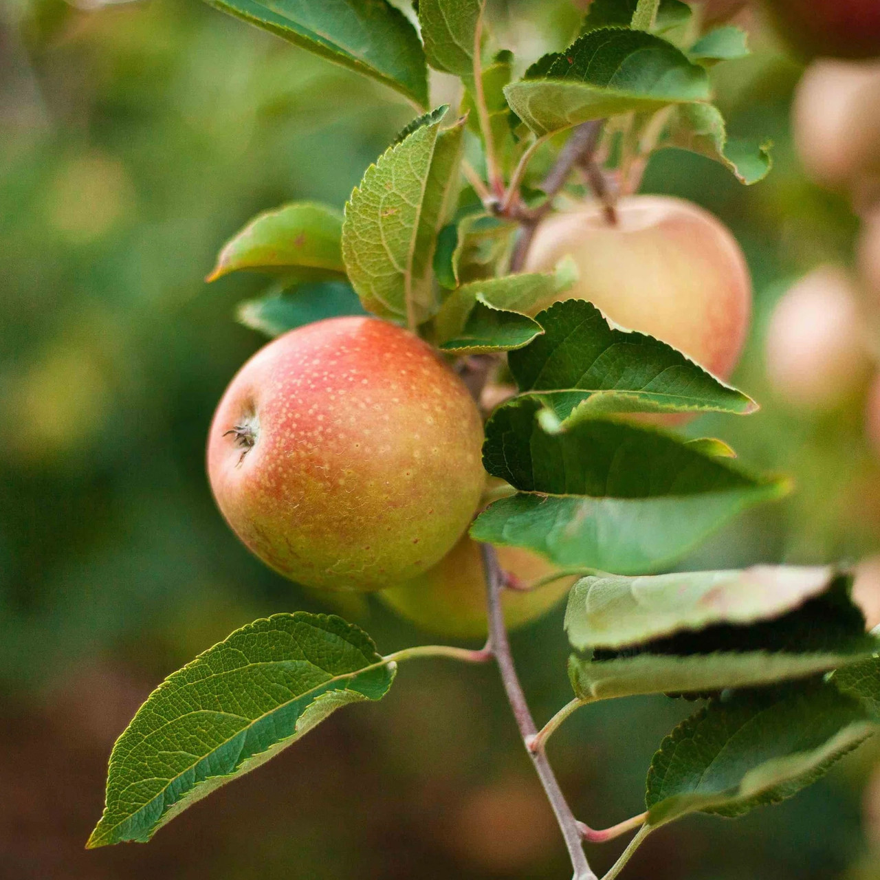 3-in-1 Apple Tree | Plant Addicts